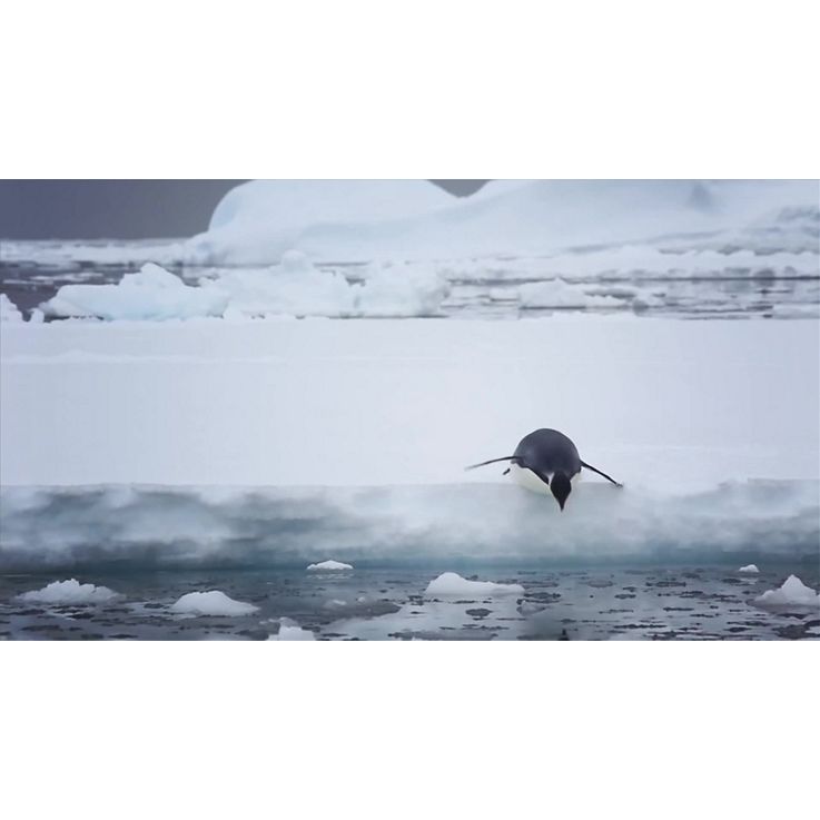 Enjoy Luxury Antarctica Cruises | Silversea