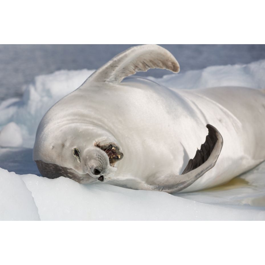 Enjoy Luxury Antarctica Cruises | Silversea