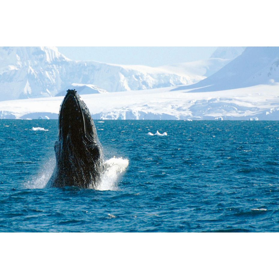 Enjoy Luxury Antarctica Cruises | Silversea