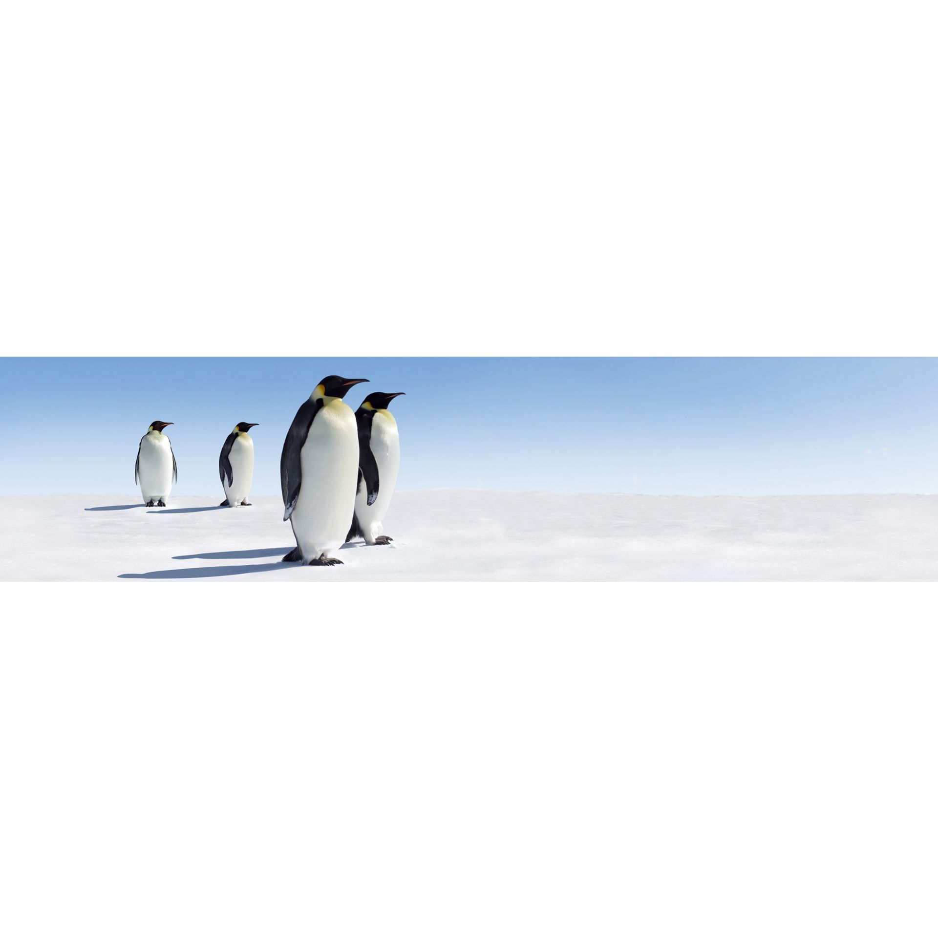 Enjoy Luxury Antarctica Cruises | Silversea